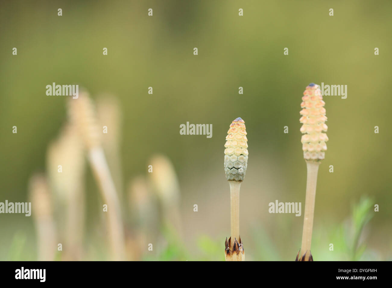 Numazu Fish High Resolution Stock Photography and Images - Alamy