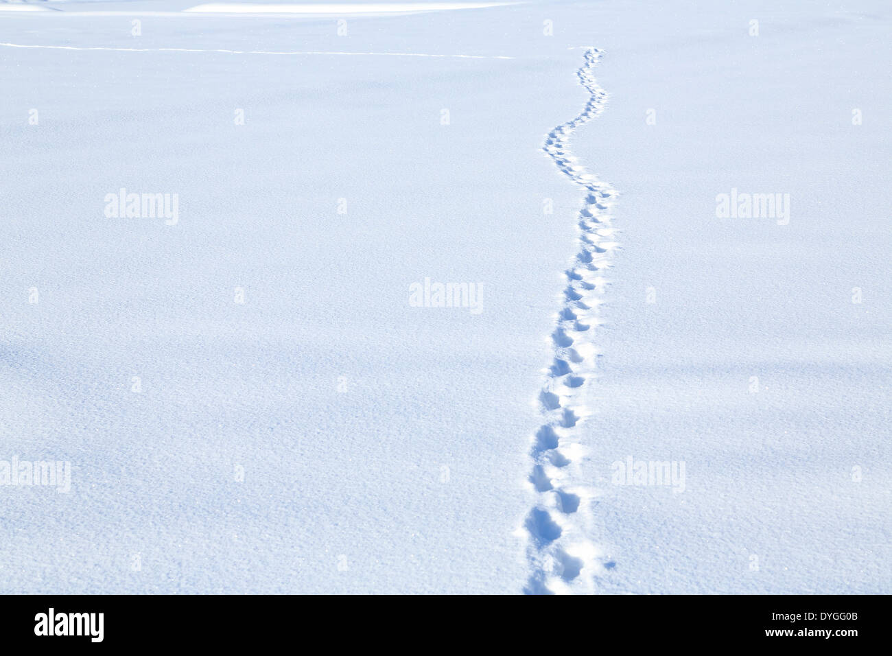 Animal trails on snow Stock Photo - Alamy