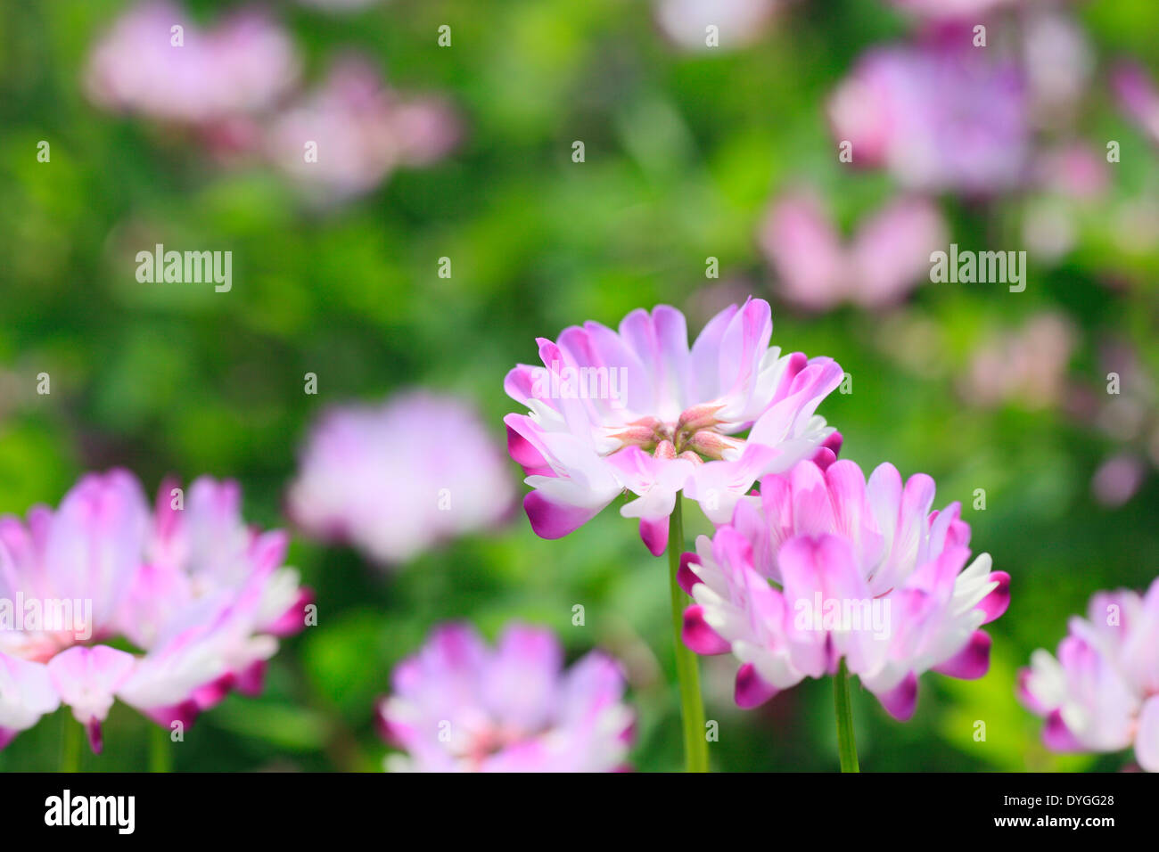 Chinese astragalus field hi-res stock photography and images - Alamy