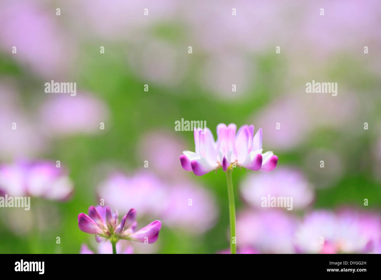 Chinese astragalus field hi-res stock photography and images - Alamy