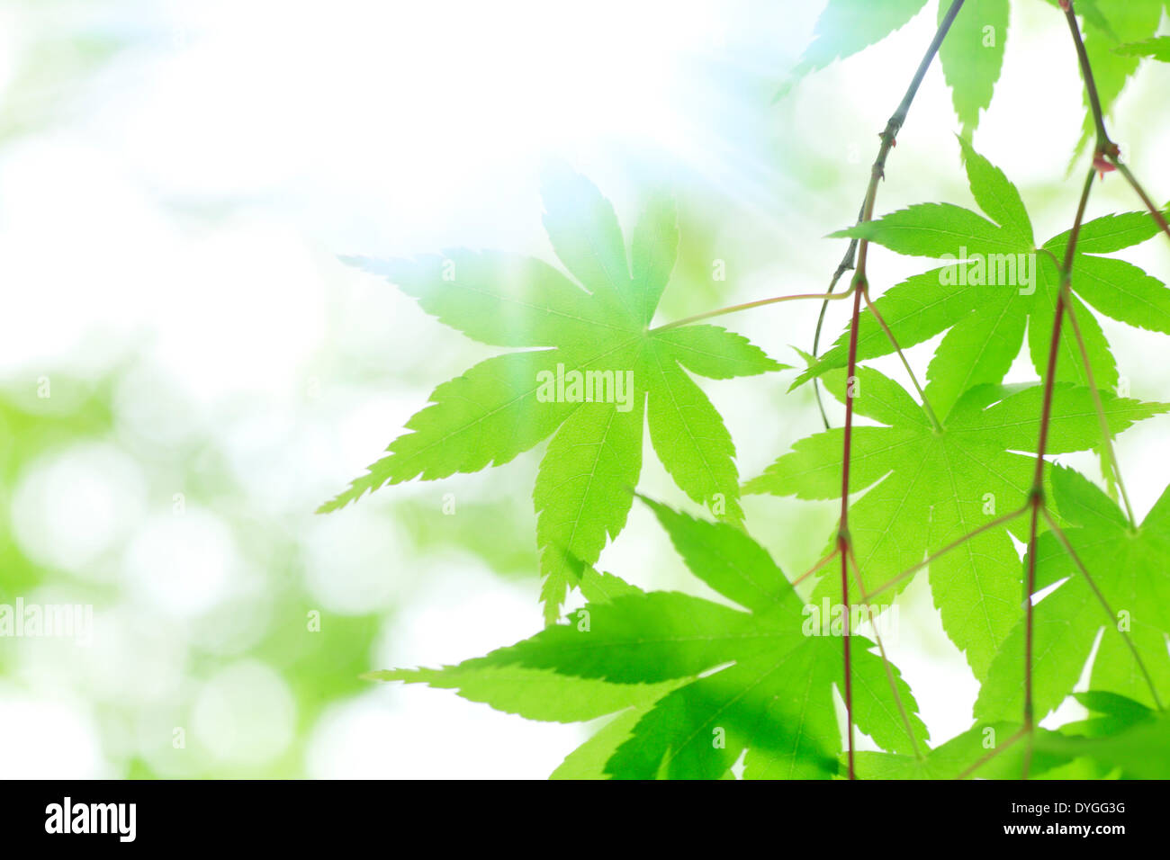 Green maple leaves Stock Photo - Alamy