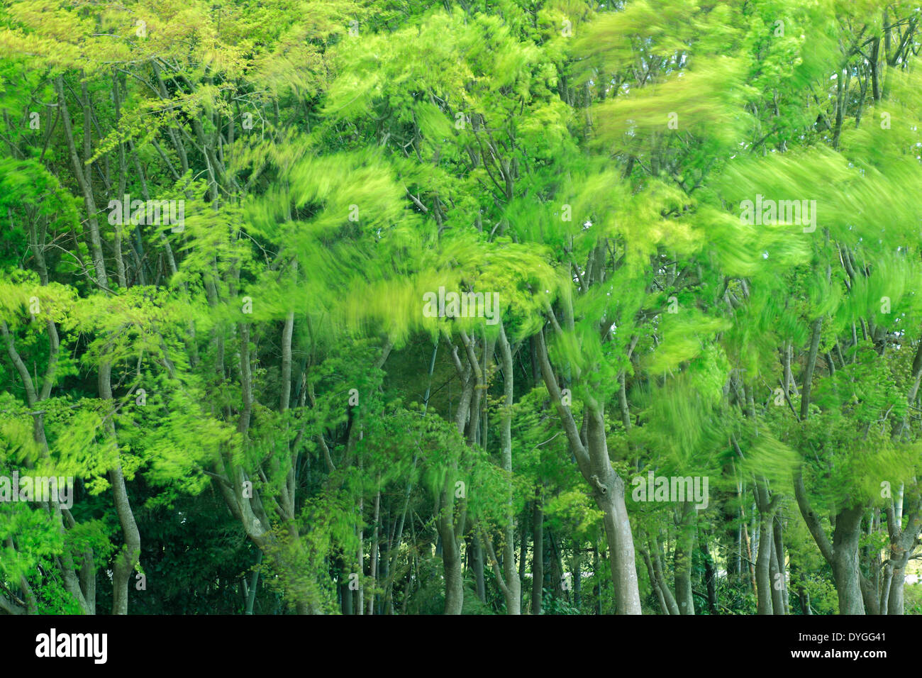 Green trees shaking in wind hi-res stock photography and images - Alamy