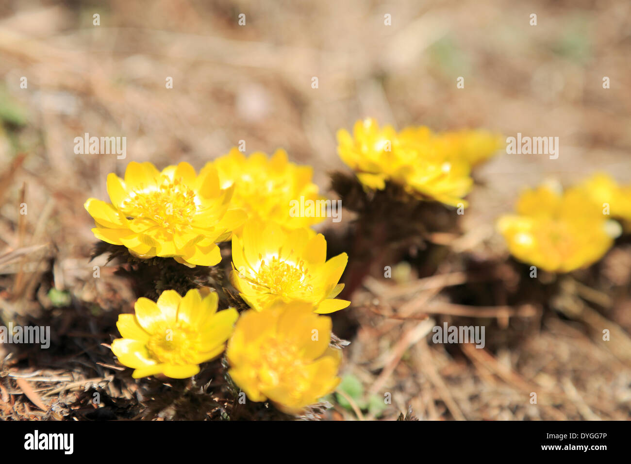 Amur adonis flower plant yellow hi-res stock photography and images - Alamy