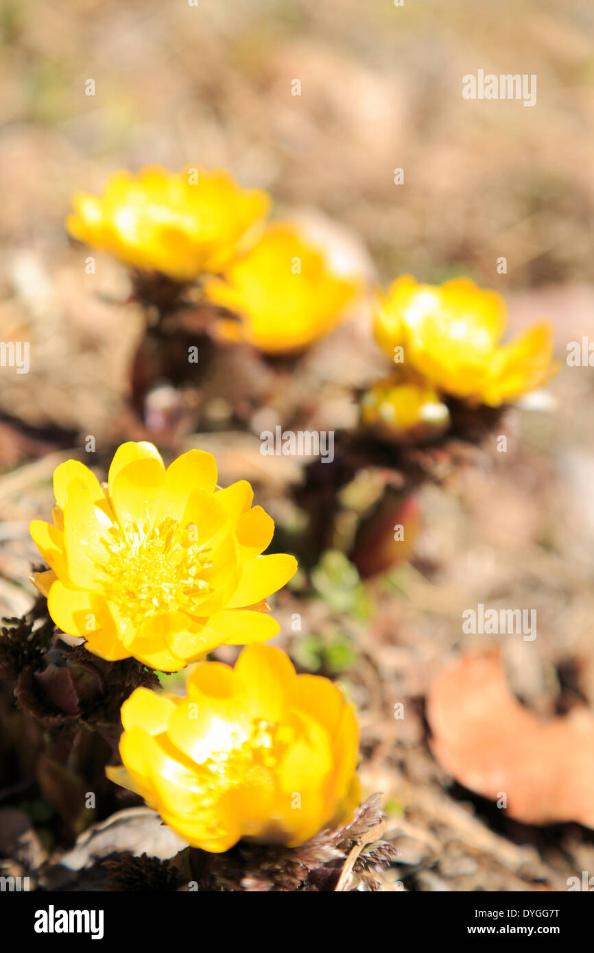 Birth adonis hi-res stock photography and images - Alamy