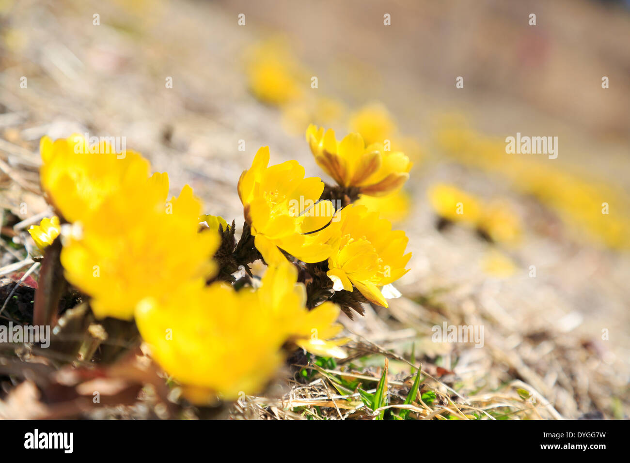 Birth of adonis hi-res stock photography and images - Alamy