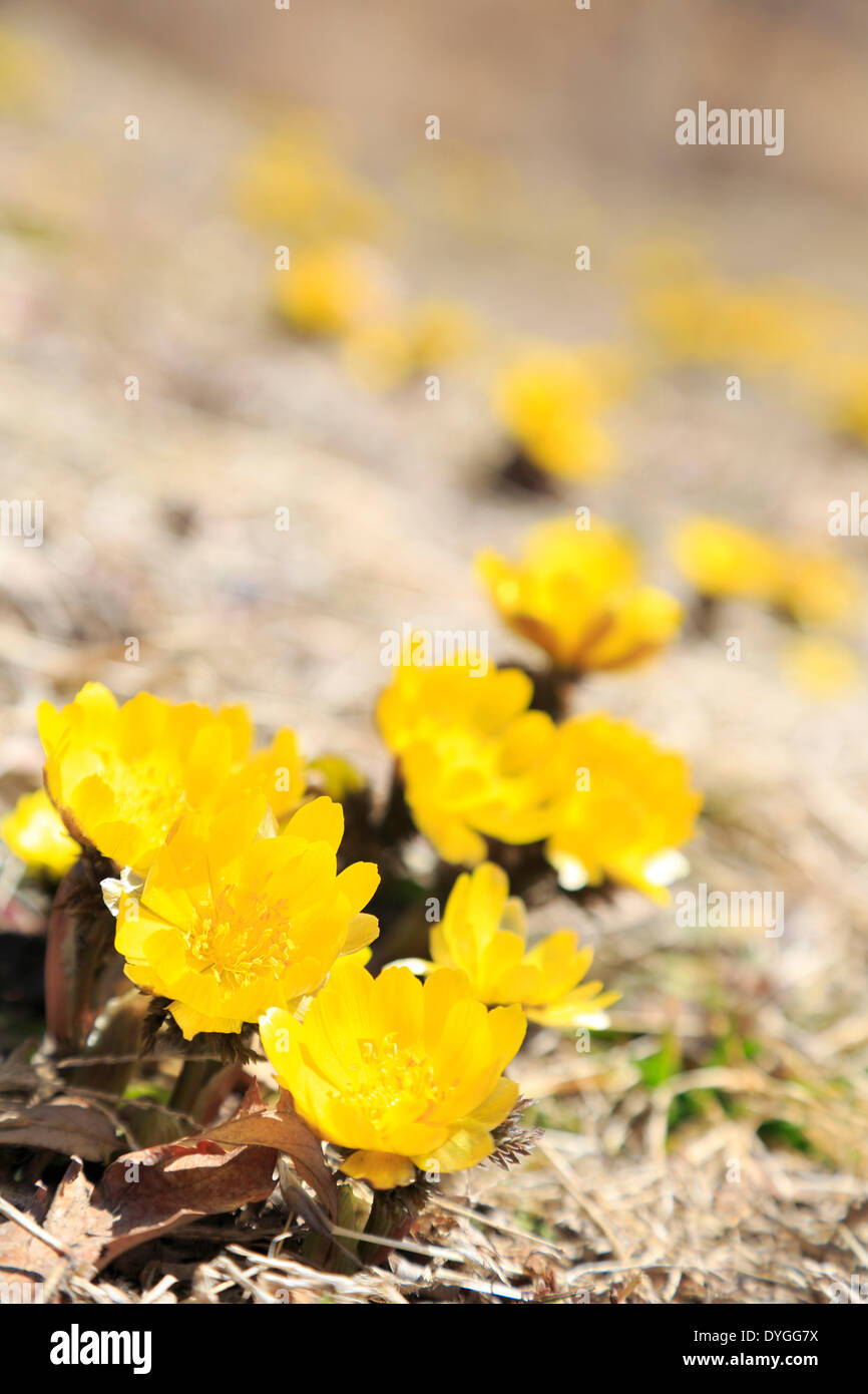 Adonis Stock Photo - Alamy
