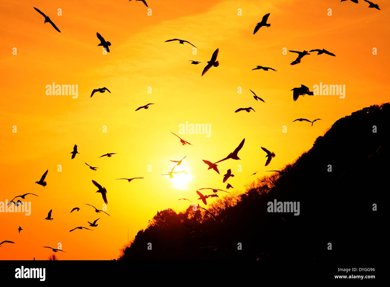 Multiple birds flying hi-res stock photography and images - Alamy