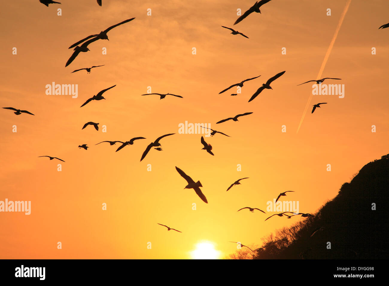Birds flying at sunset Stock Photo - Alamy