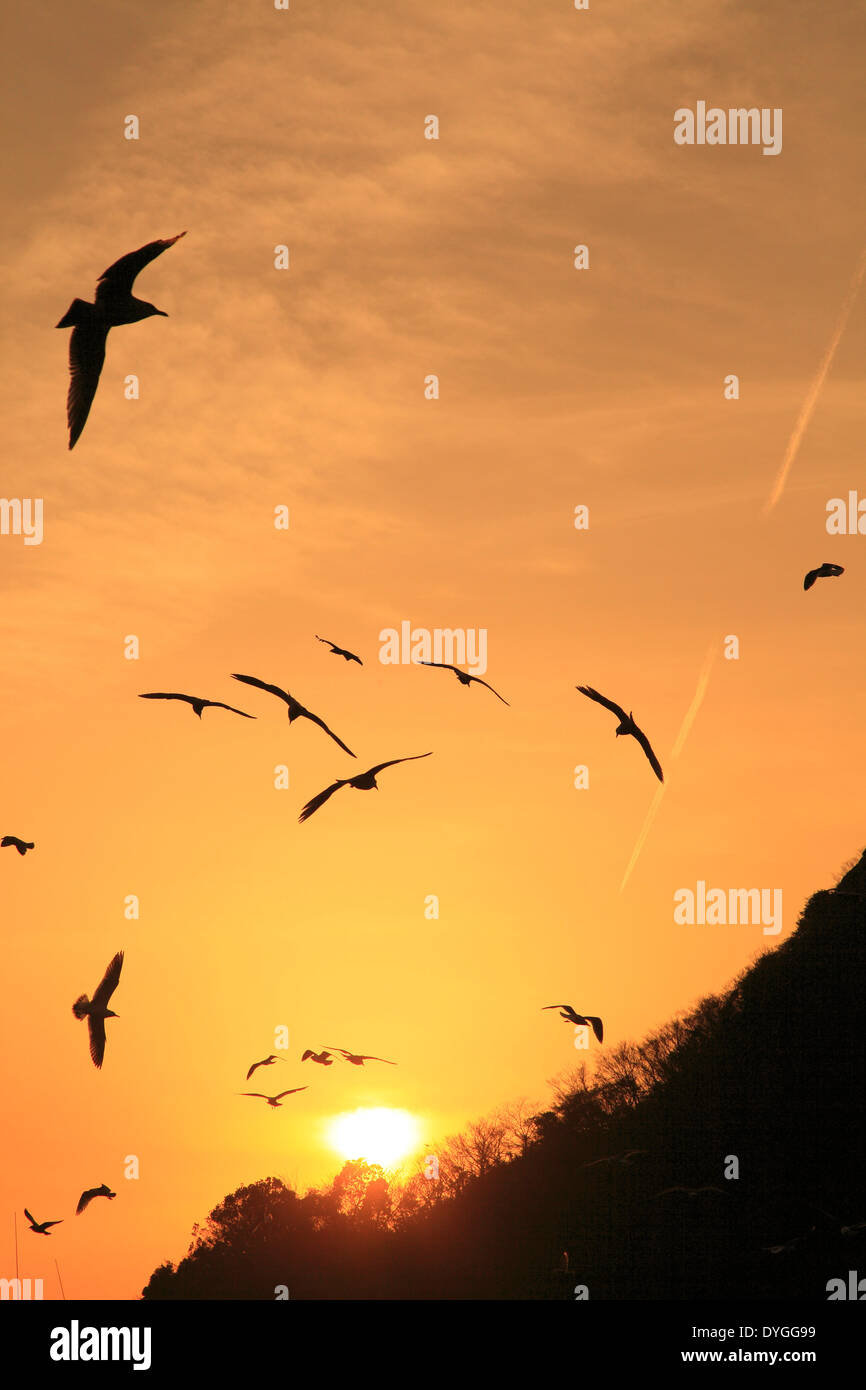 Multiple birds flying hi-res stock photography and images - Alamy