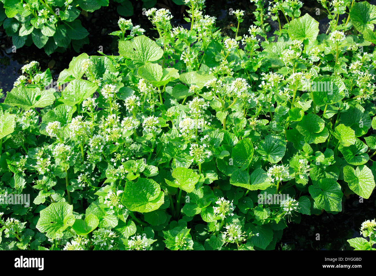 Wasabi farm azumino japan hi-res stock photography and images - Alamy