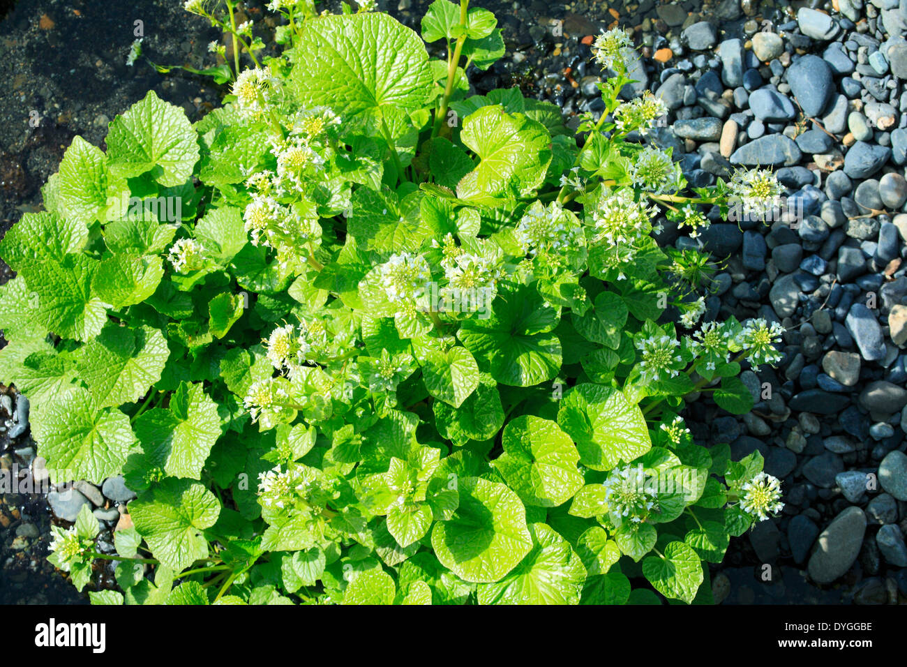 Wasabi farm azumino japan hi-res stock photography and images - Alamy