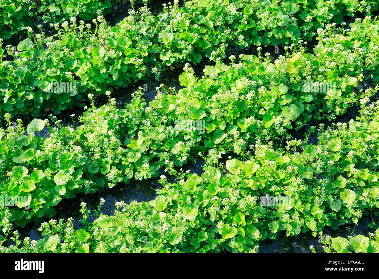 Wasabi field hi-res stock photography and images - Alamy