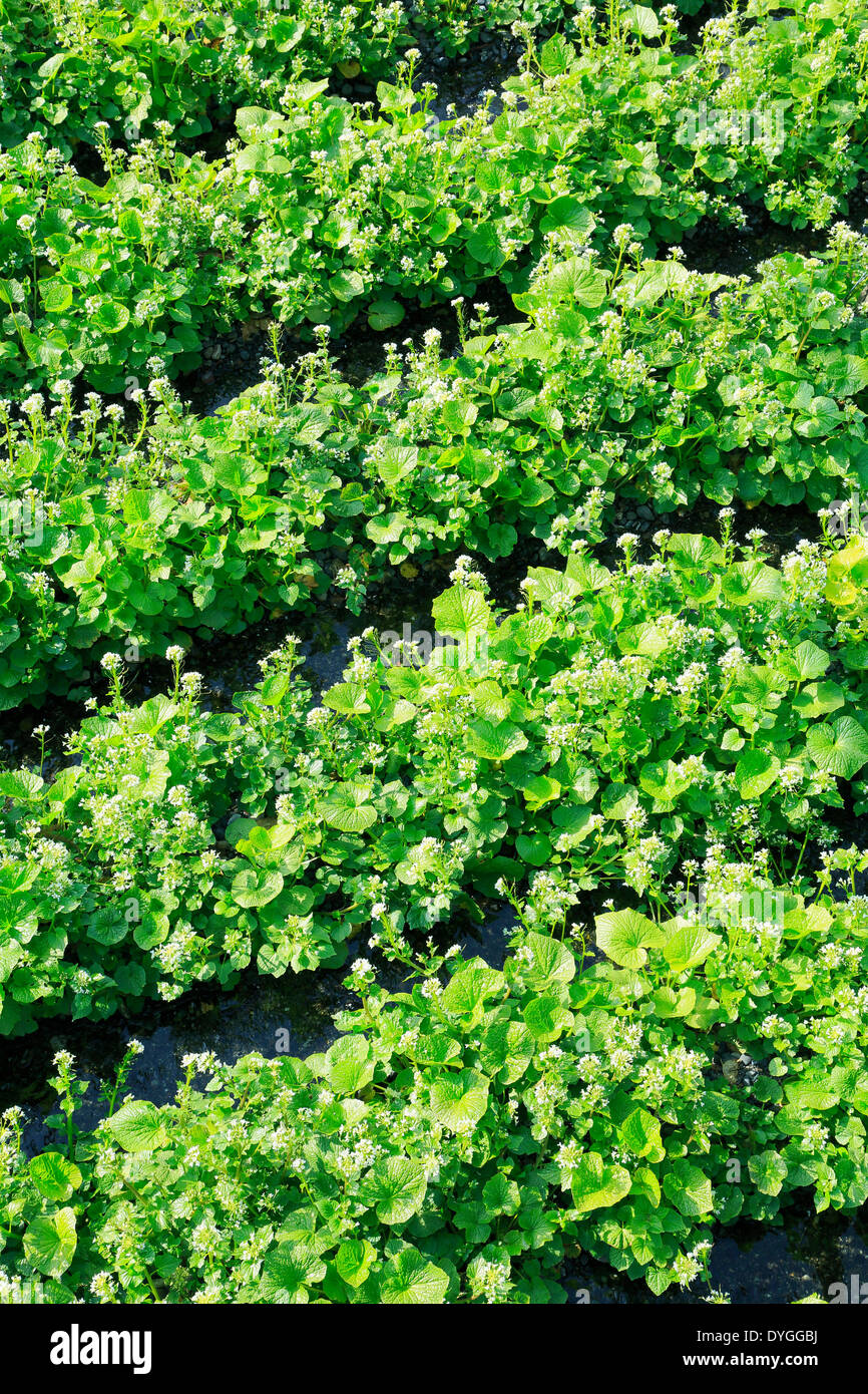Wasabi field hi-res stock photography and images - Alamy