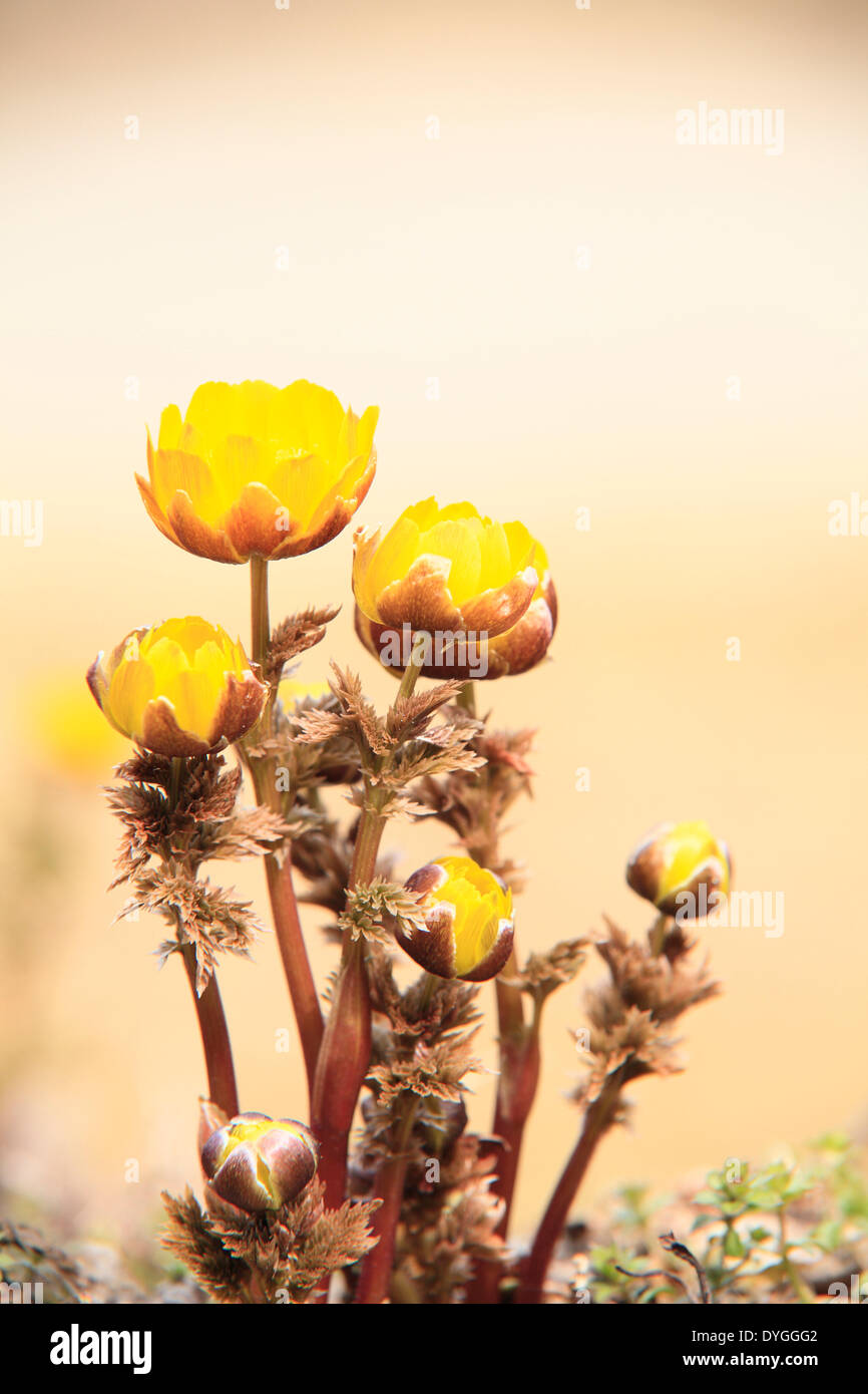 Amur adonis flower plant yellow hi-res stock photography and images - Alamy