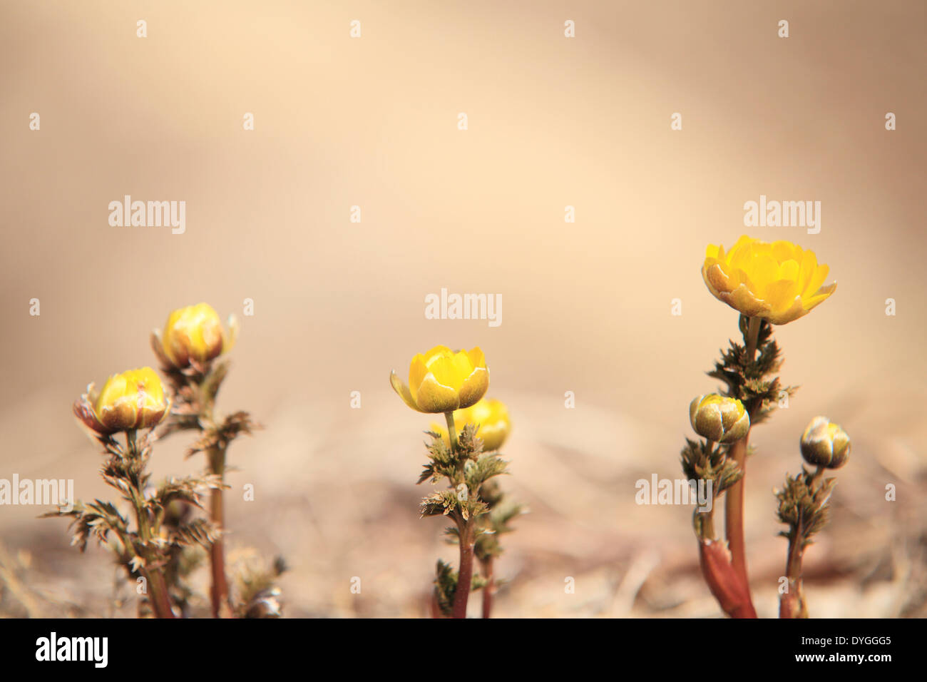 Birth of adonis hi-res stock photography and images - Alamy