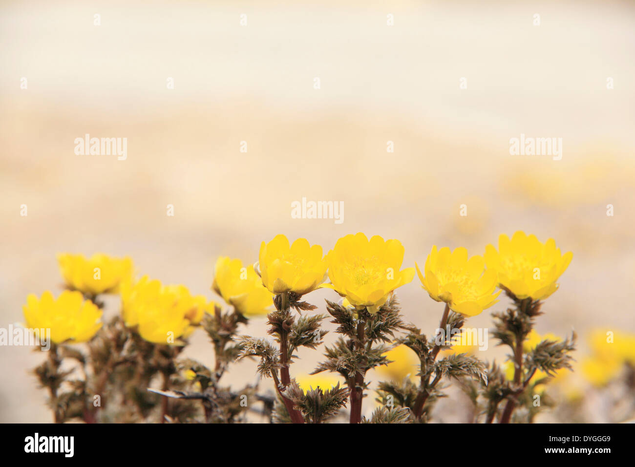 Adonis life hi-res stock photography and images - Alamy