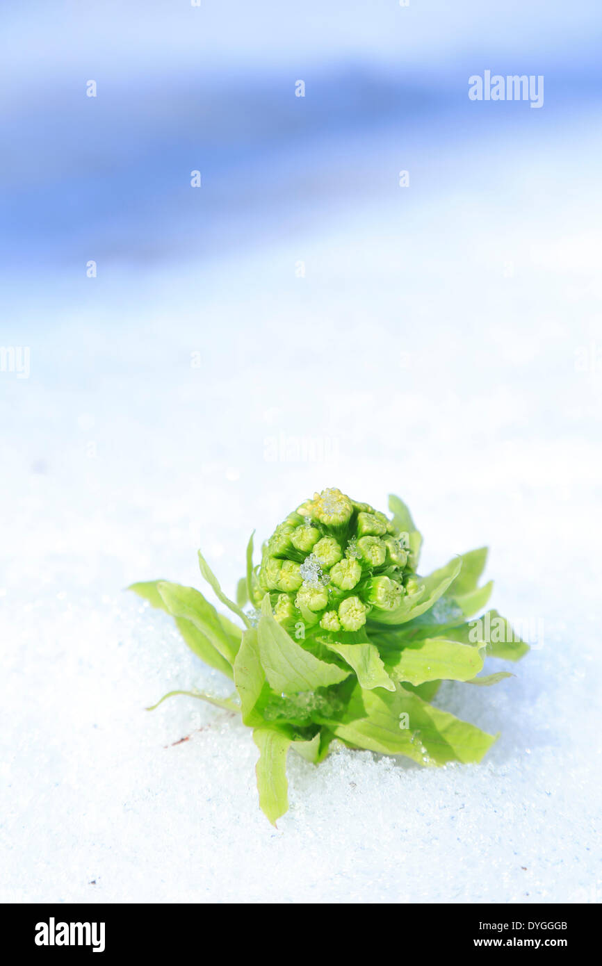 Landscape fresh clean snow Cut Out Stock Images & Pictures - Alamy
