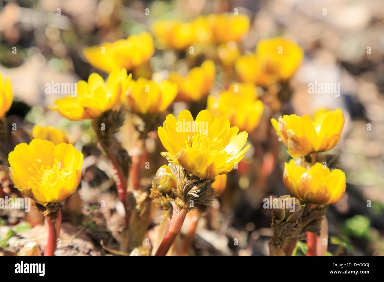 Birth adonis hi-res stock photography and images - Alamy