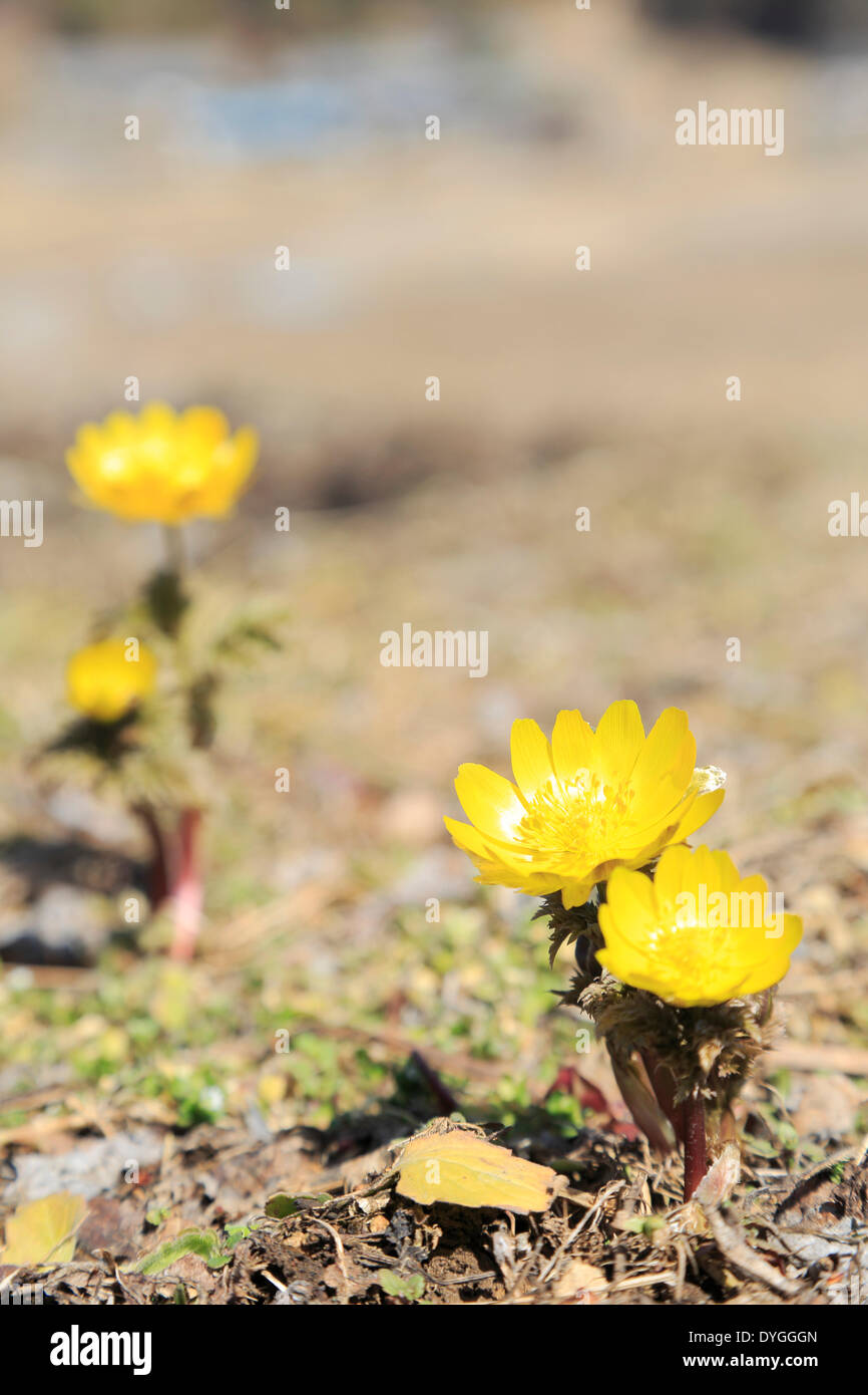 Birth of adonis hi-res stock photography and images - Alamy