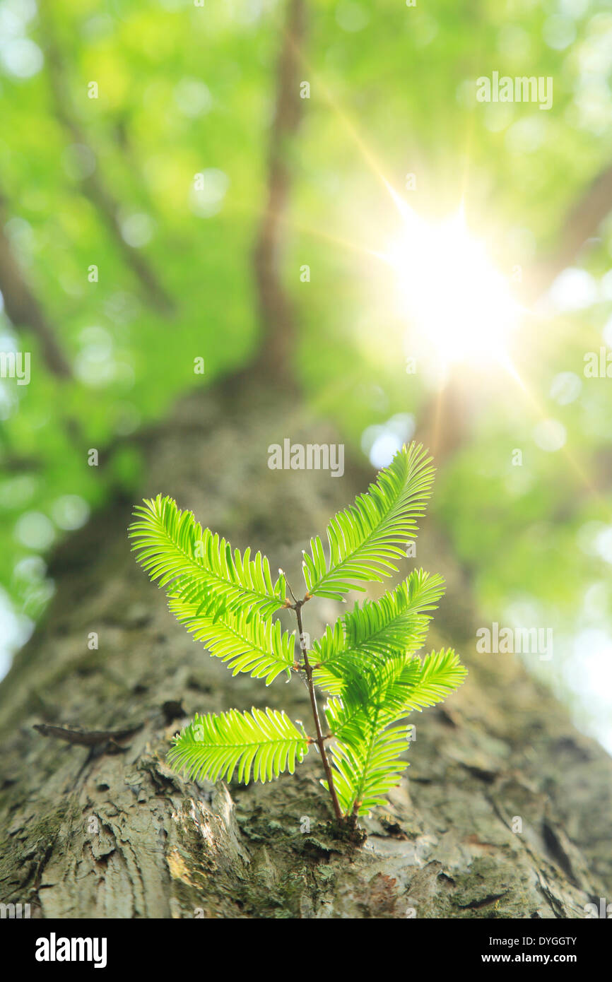 Boke trees hi-res stock photography and images - Alamy