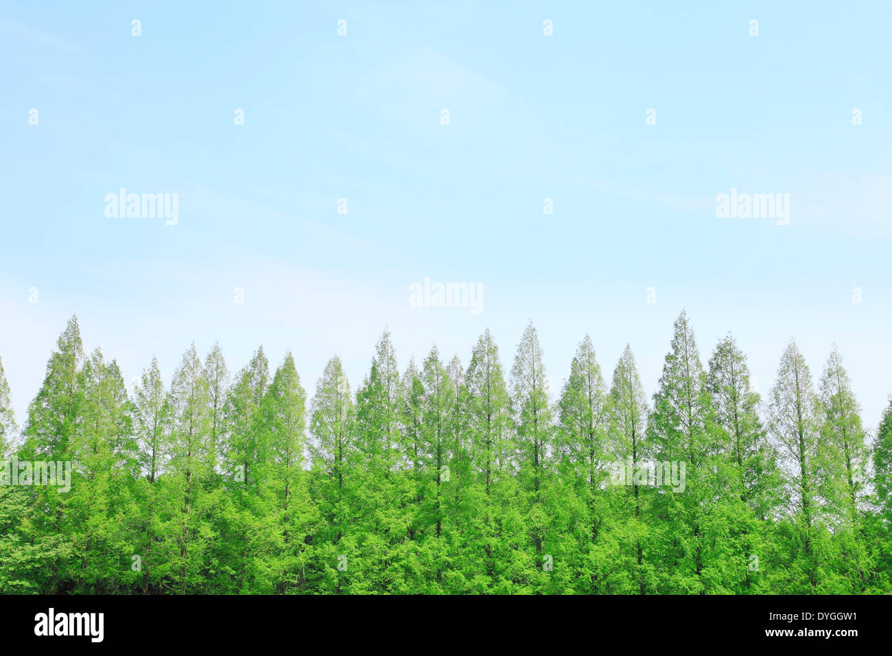 Trees and sky Stock Photo - Alamy