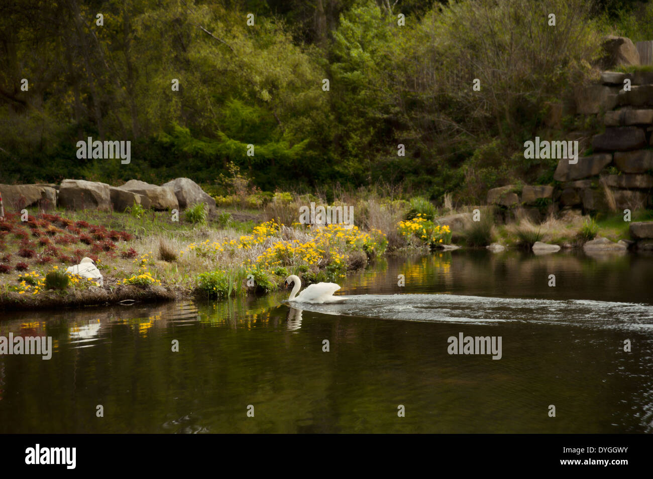 A swan swims over a beautiful lake in an English country garden ...