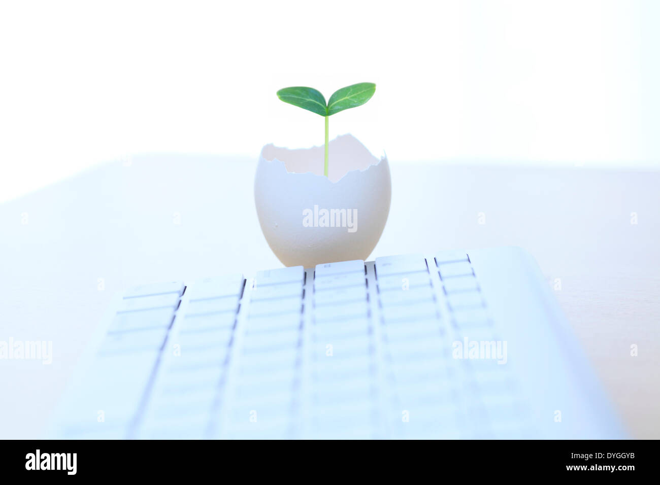 Sprouting leaf and keyboard Stock Photo - Alamy