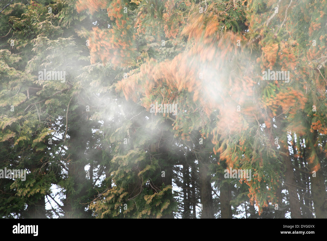 Japan cedar pollen hi-res stock photography and images - Alamy