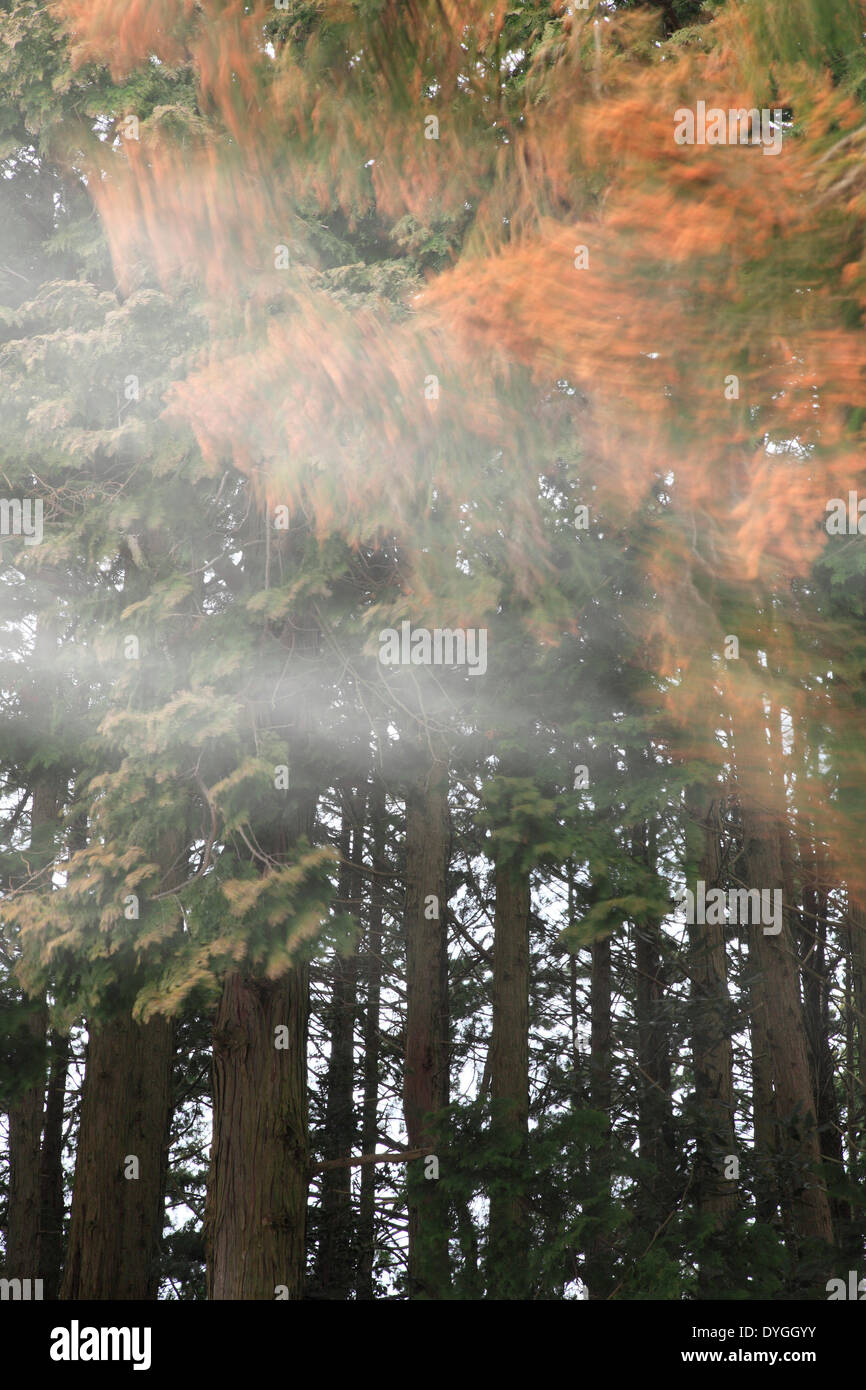 Japan cedar pollen hi-res stock photography and images - Alamy