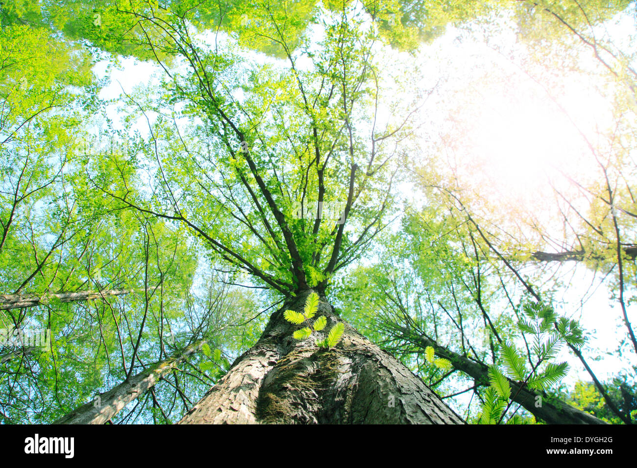 Trees and sky Stock Photo - Alamy