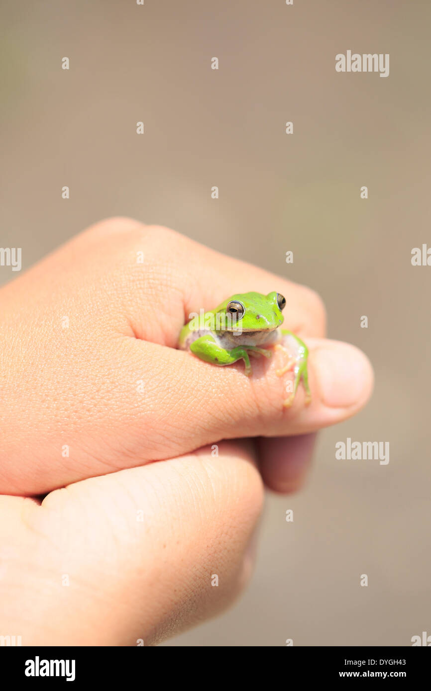 Japanese kid with frog Stock Photo - Alamy
