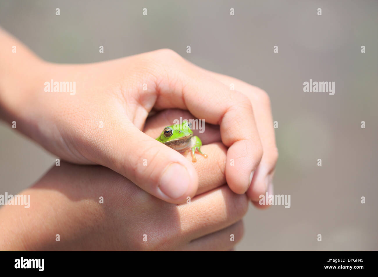 Japanese kid with frog Stock Photo - Alamy