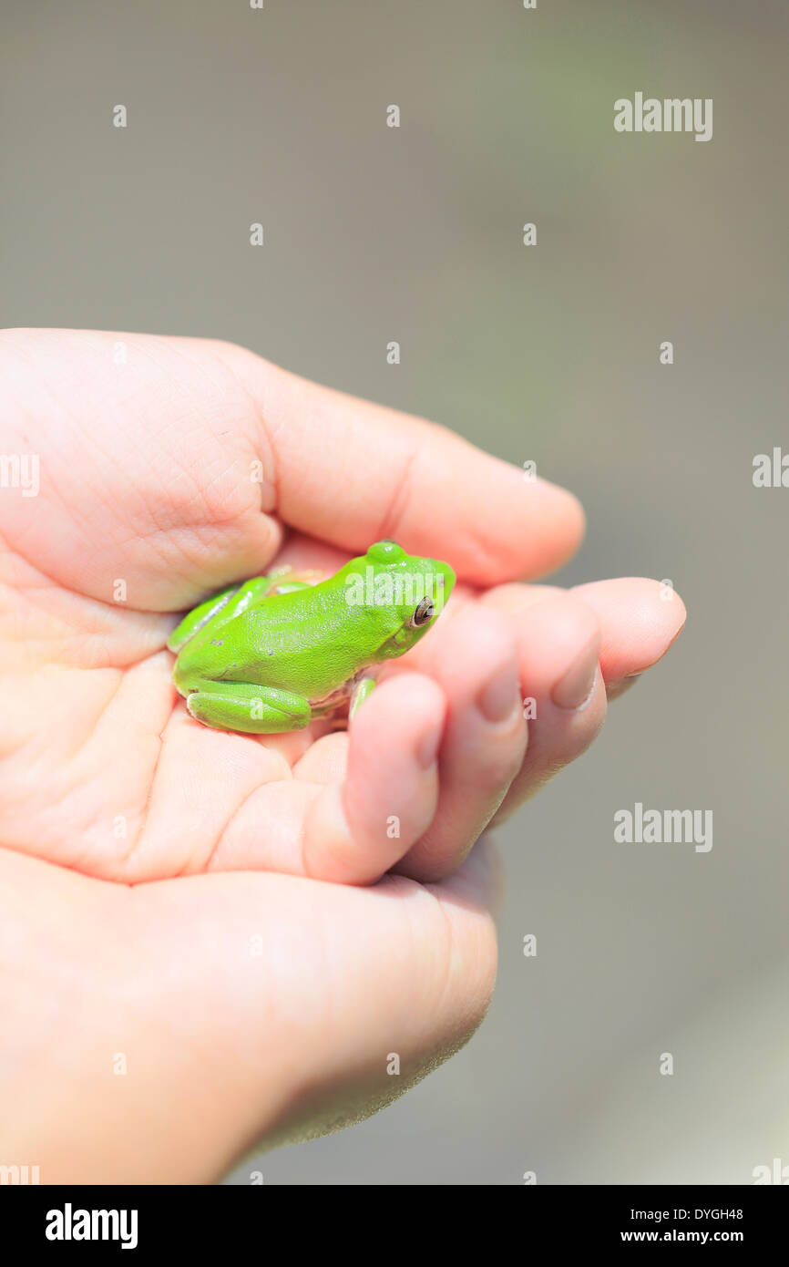Japanese kid with frog Stock Photo - Alamy