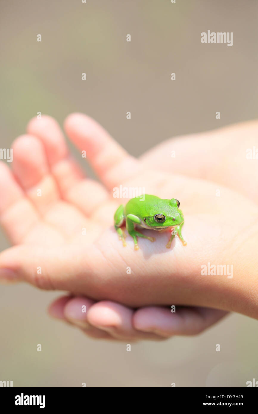Japanese kid with frog Stock Photo - Alamy
