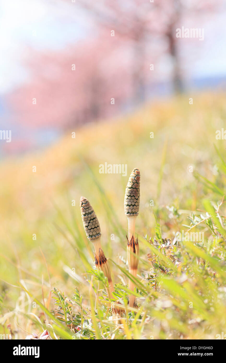 Pteridophyte horsetail hi-res stock photography and images - Alamy