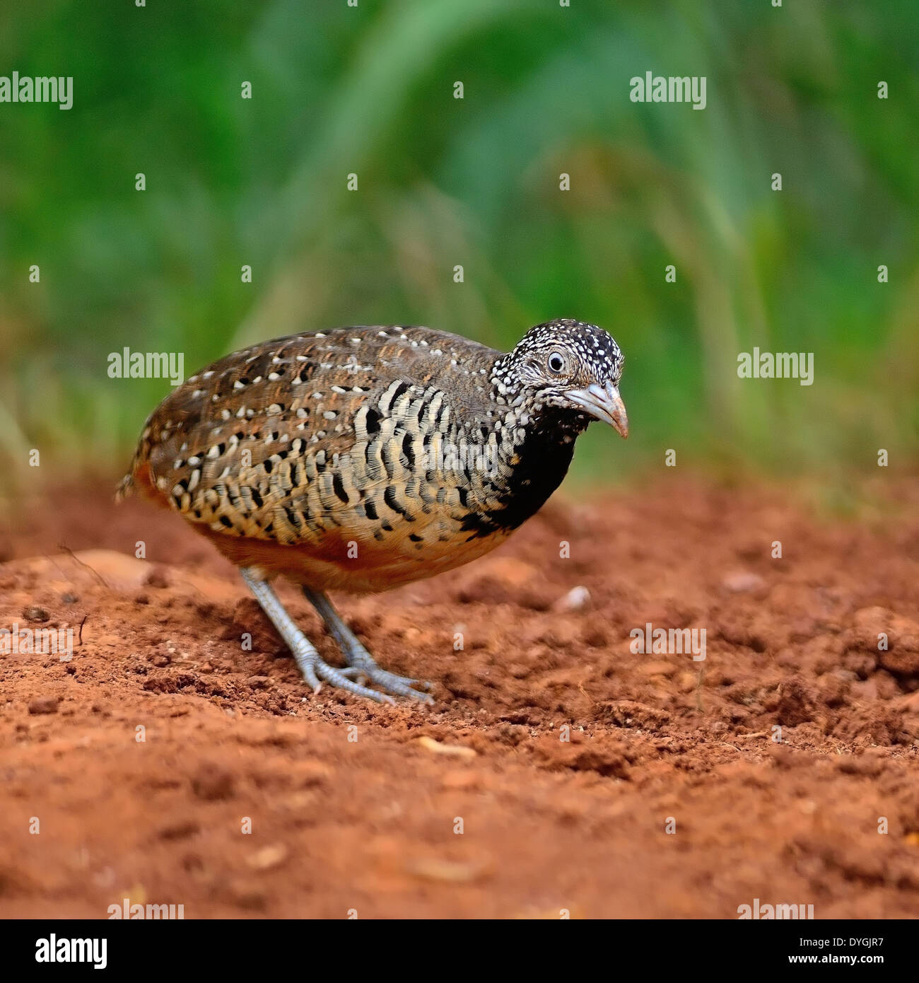 Beautiful Buttonquail bird, female Barred Buttonquail (Turnix suscitator), standing on the ...
