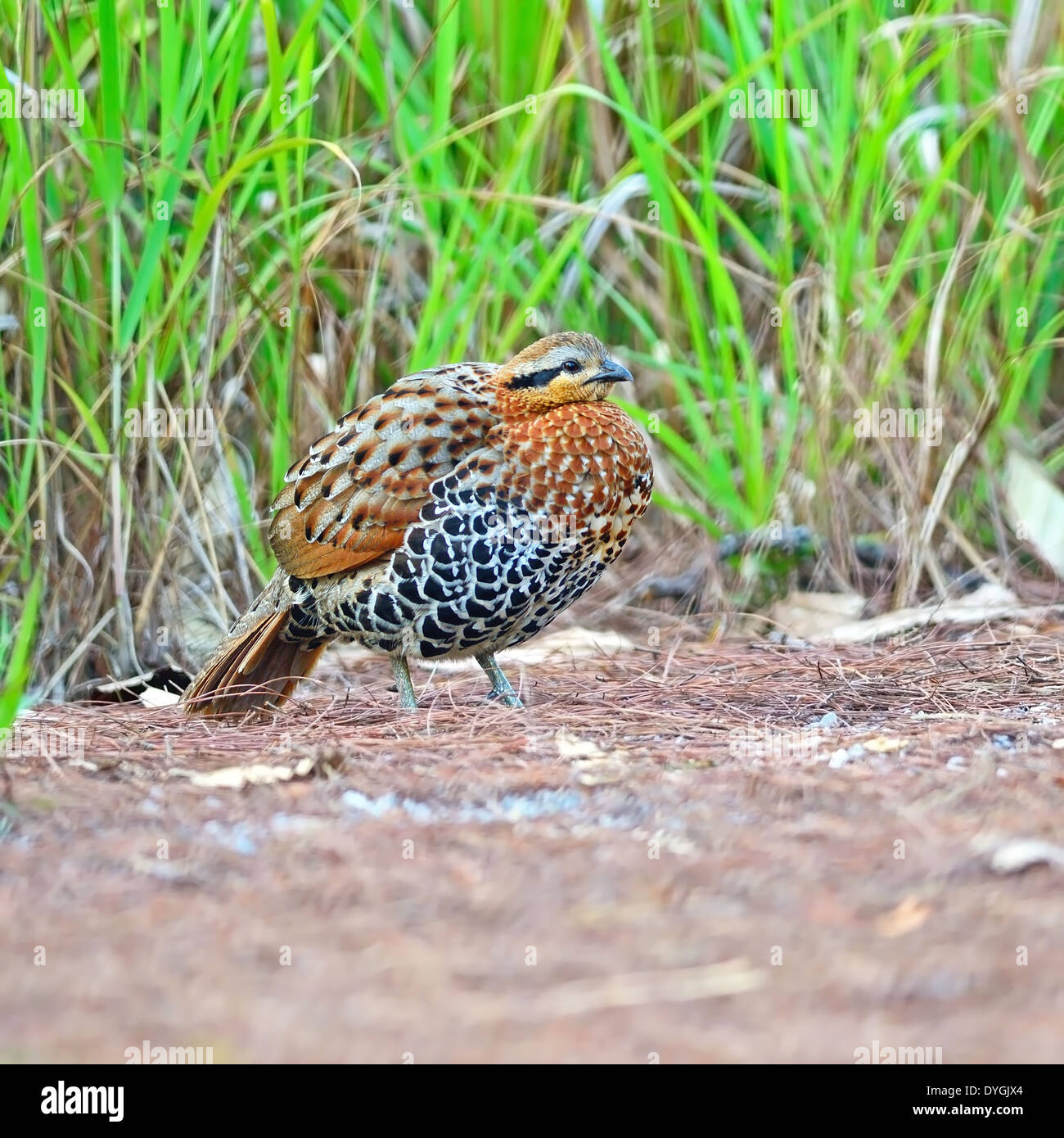 Mountain bamboo partridge hi-res stock photography and images - Alamy