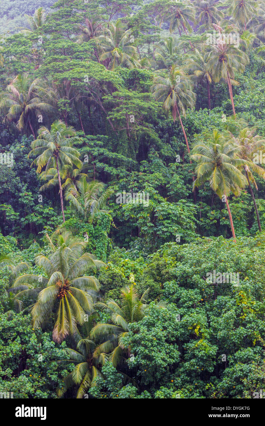 Tahiti french polynesia vegetation hi-res stock photography and images ...