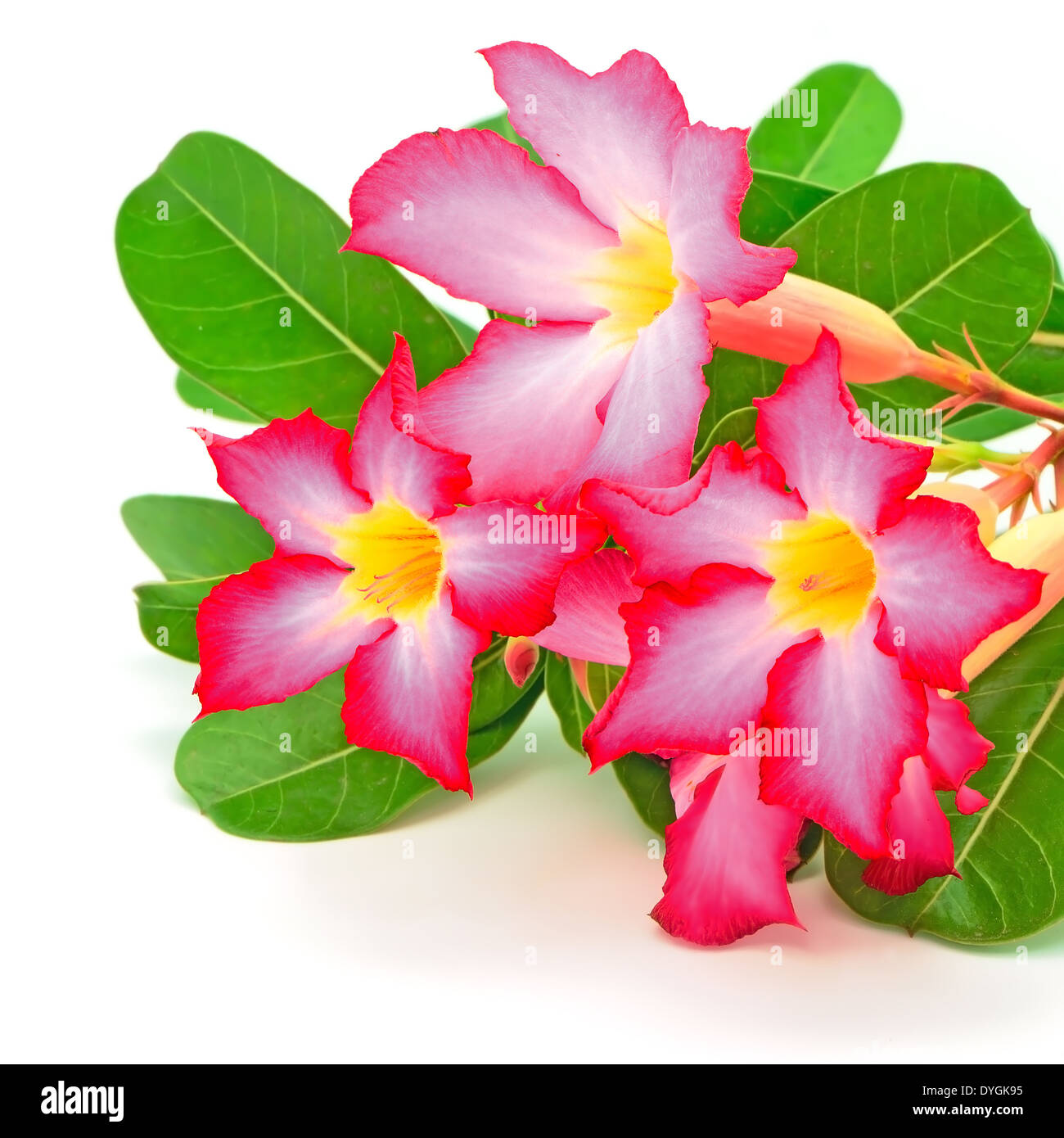Blossom of Impala Lily, a beautiful red flower, isolated on a white ...