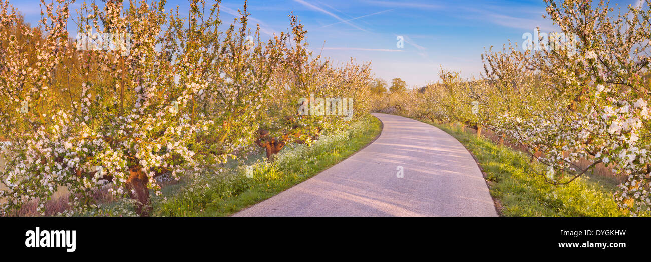 Apple tree by the road hi-res stock photography and images - Alamy
