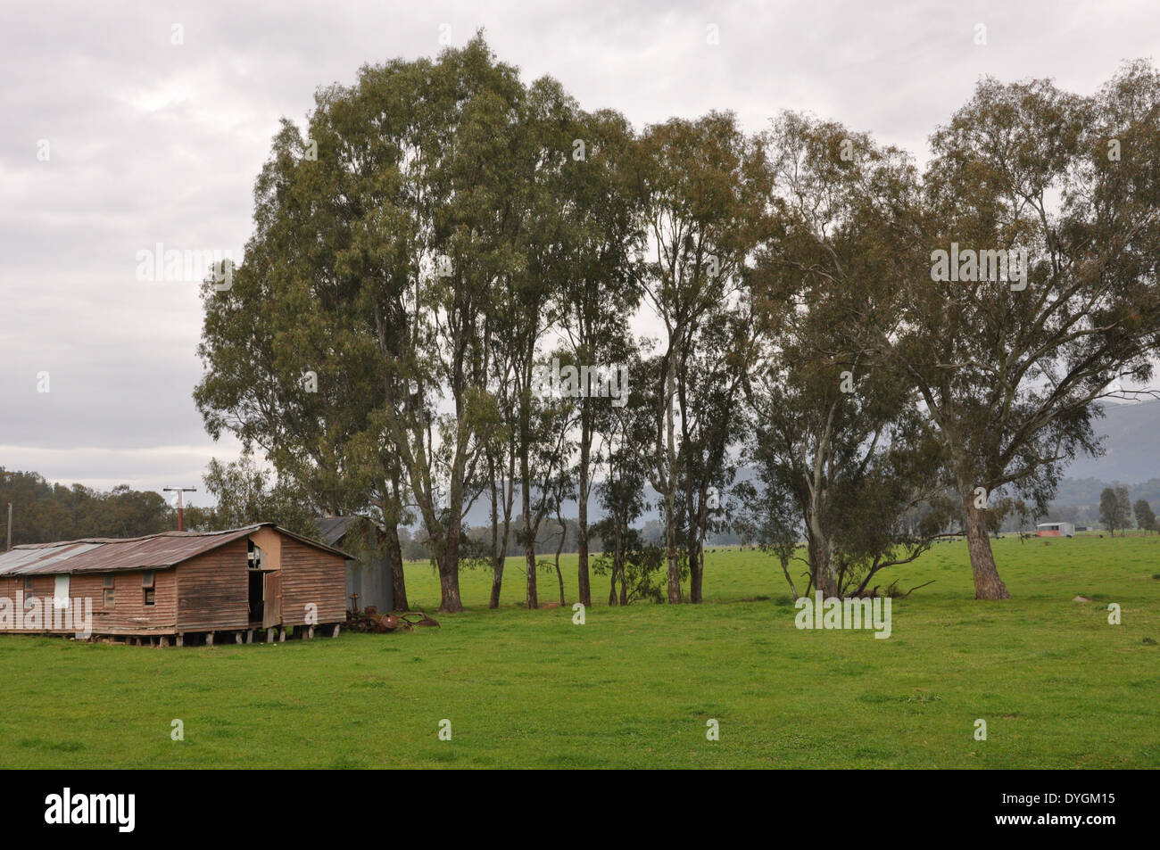 Timber shed and a row of eucalyptus trees in cattle country Myrtleford ...