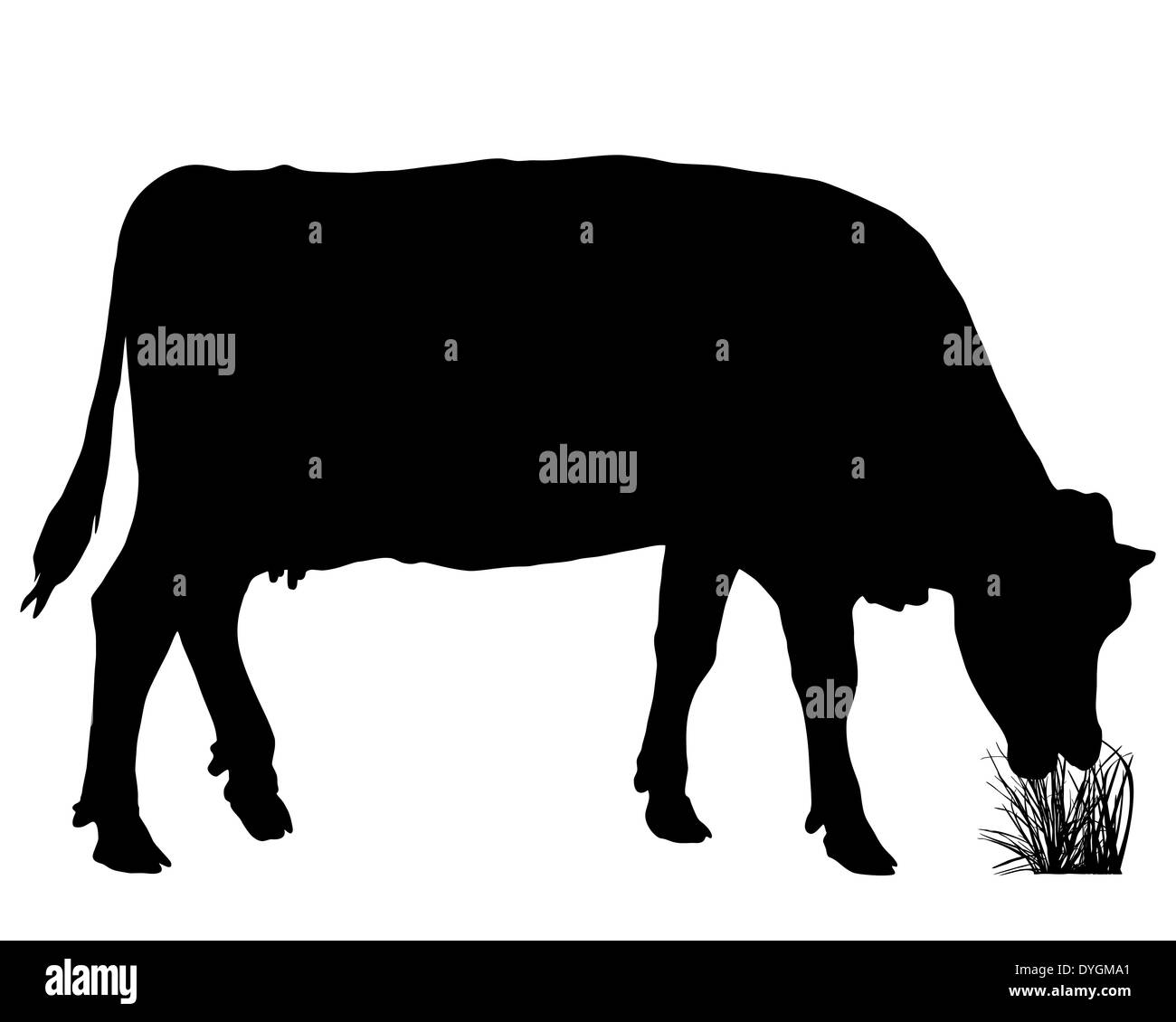 Cow feeding Cut Out Stock Images & Pictures - Alamy