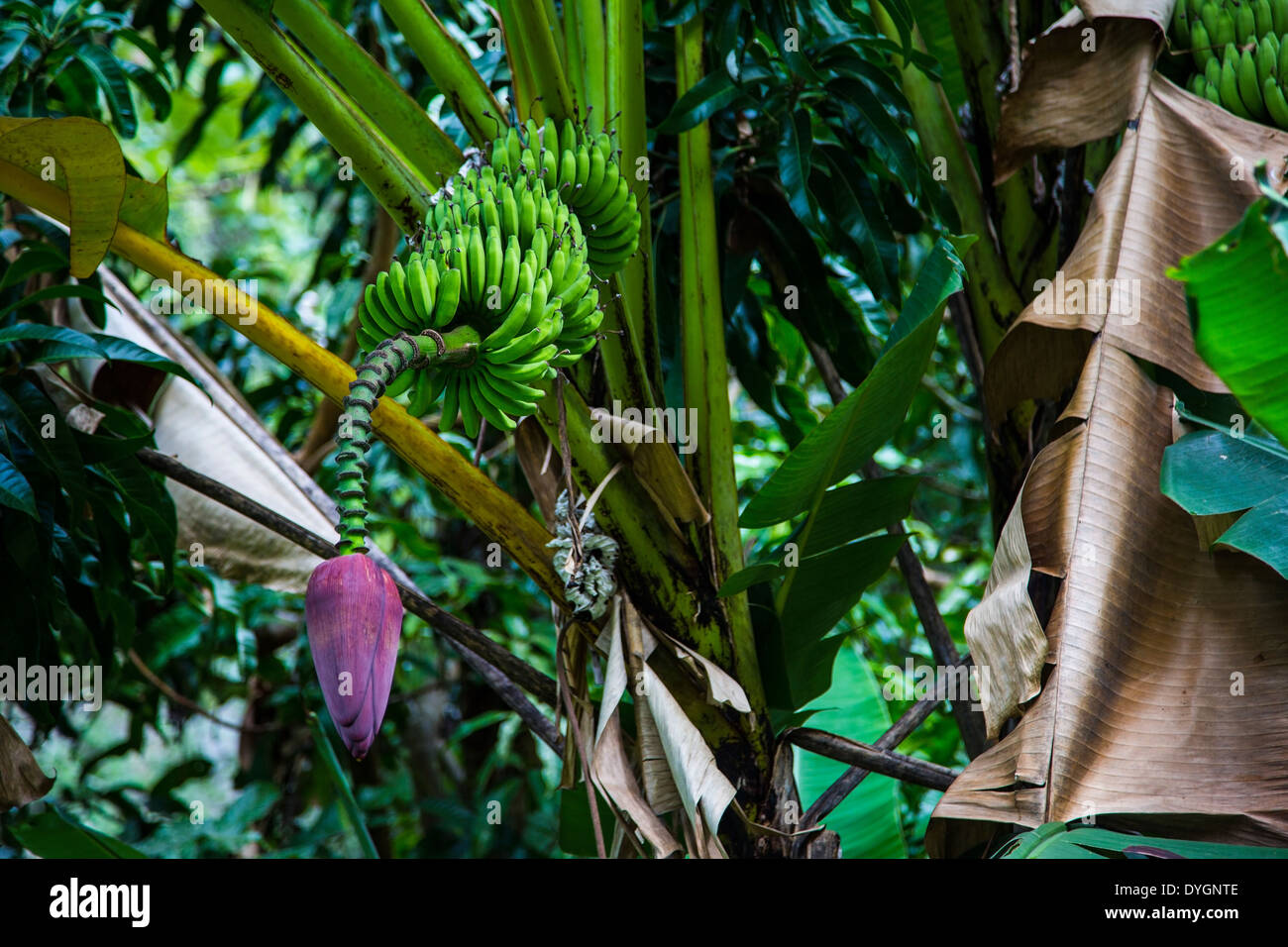 Cuban vegetation hi-res stock photography and images - Alamy