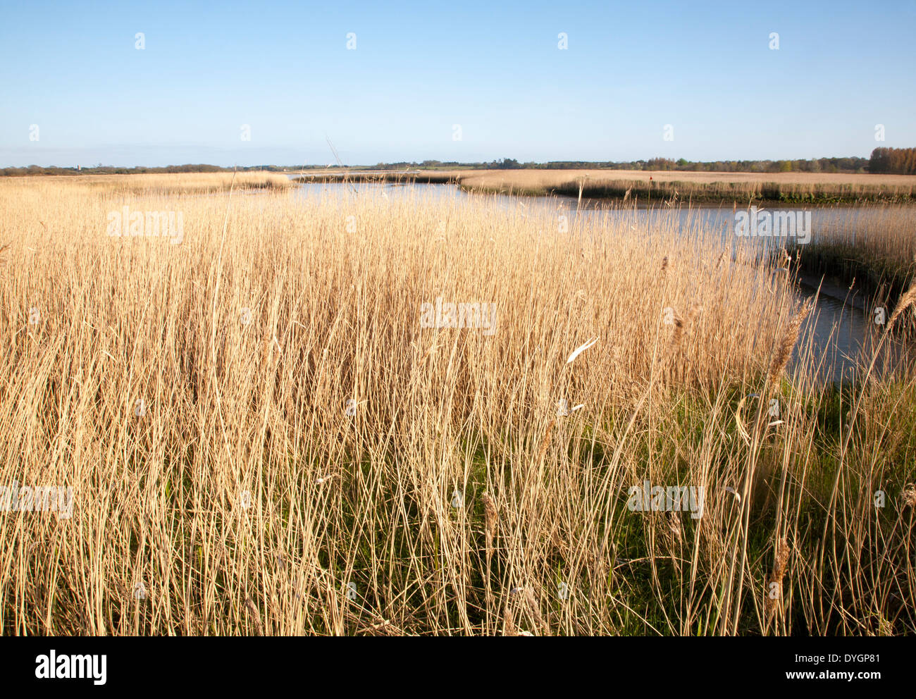 Water Reeds Growing Plants Stock Photos & Water Reeds Growing Plants ...