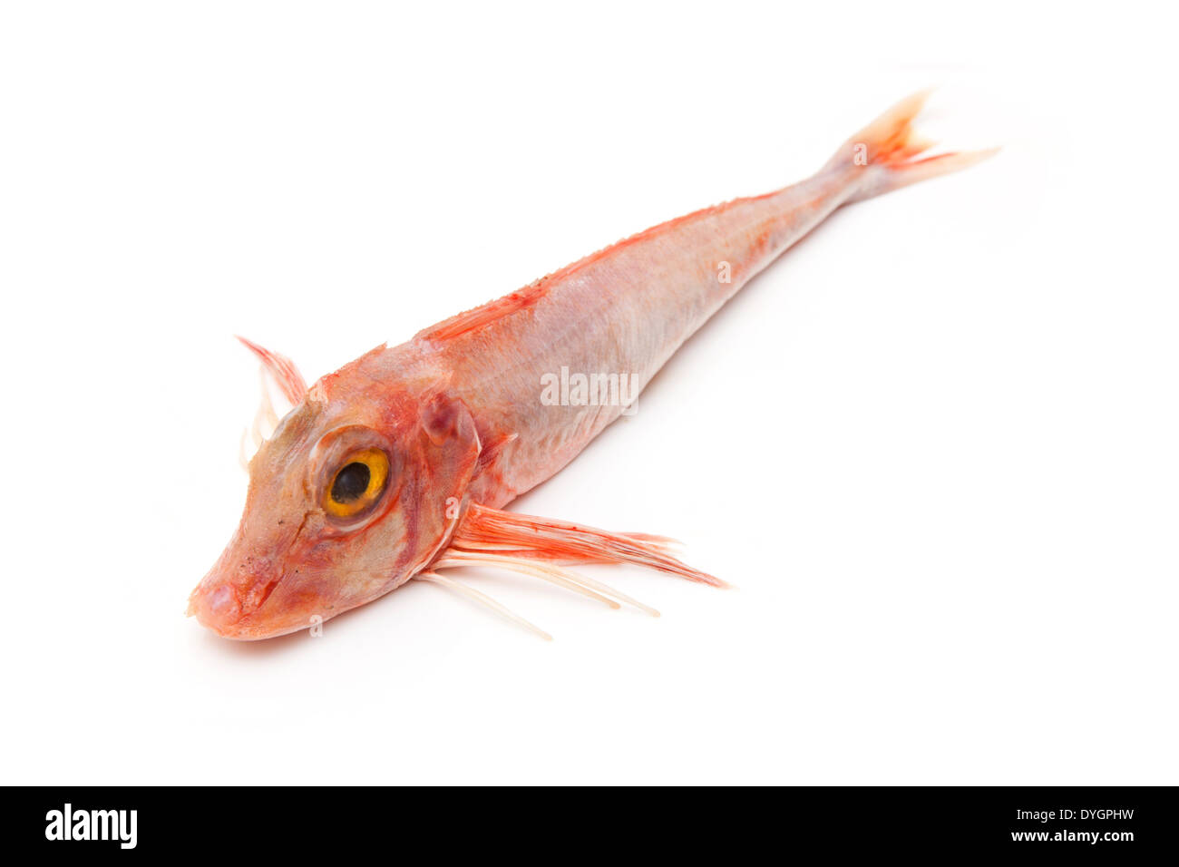 Gurnard fish isolated on a white studio background Stock Photo - Alamy