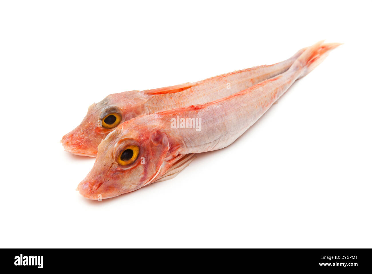 Gurnard fish isolated on a white studio background Stock Photo - Alamy