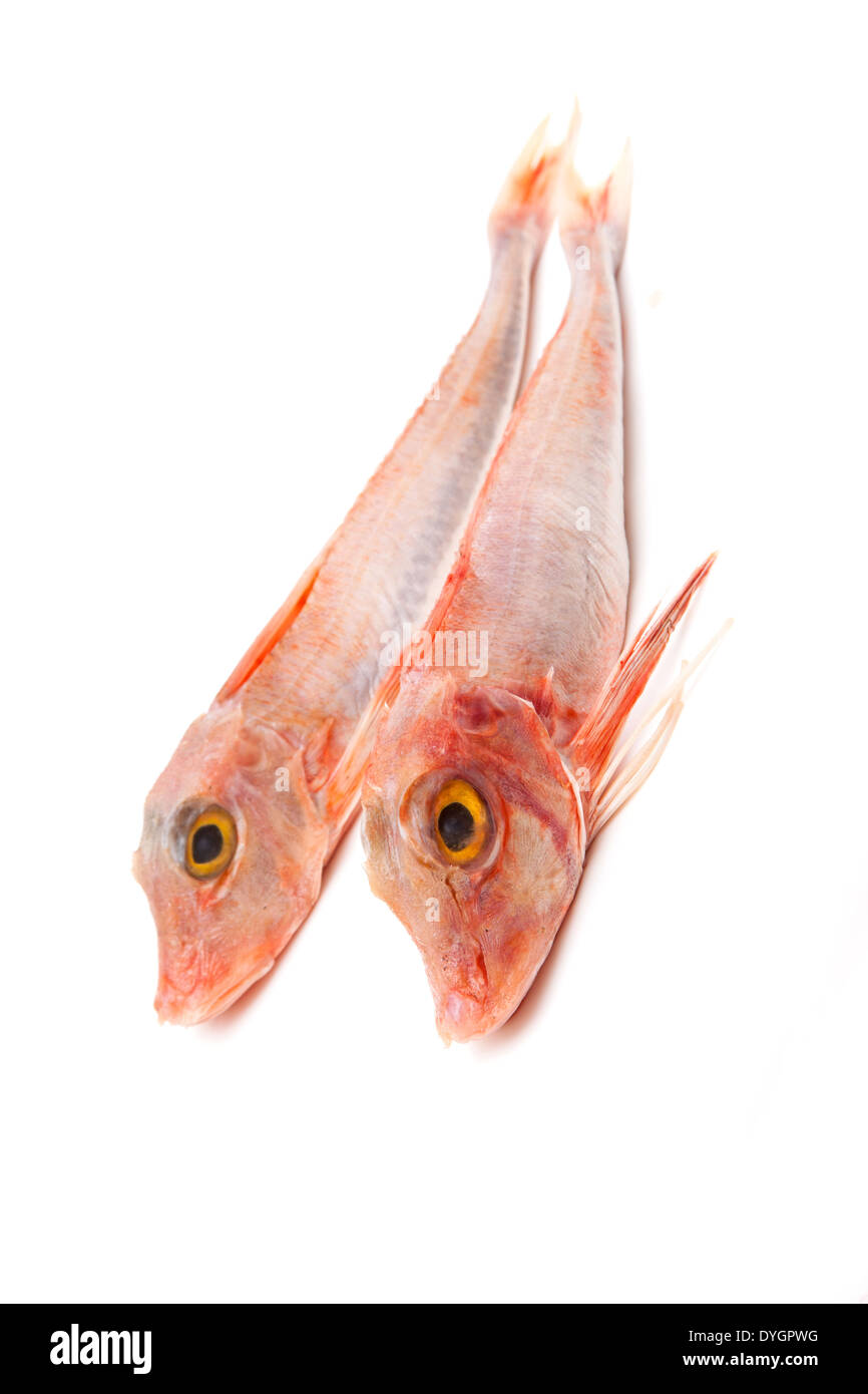 Gurnard fish isolated on a white studio background Stock Photo - Alamy