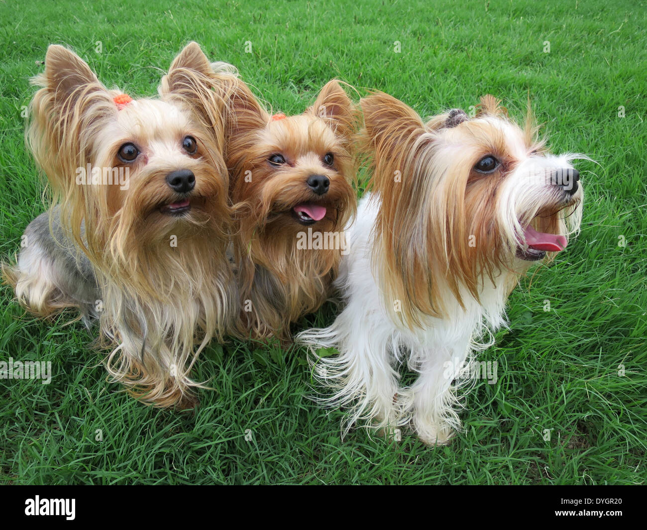 Yorkshire terriers hi-res stock photography and images - Alamy