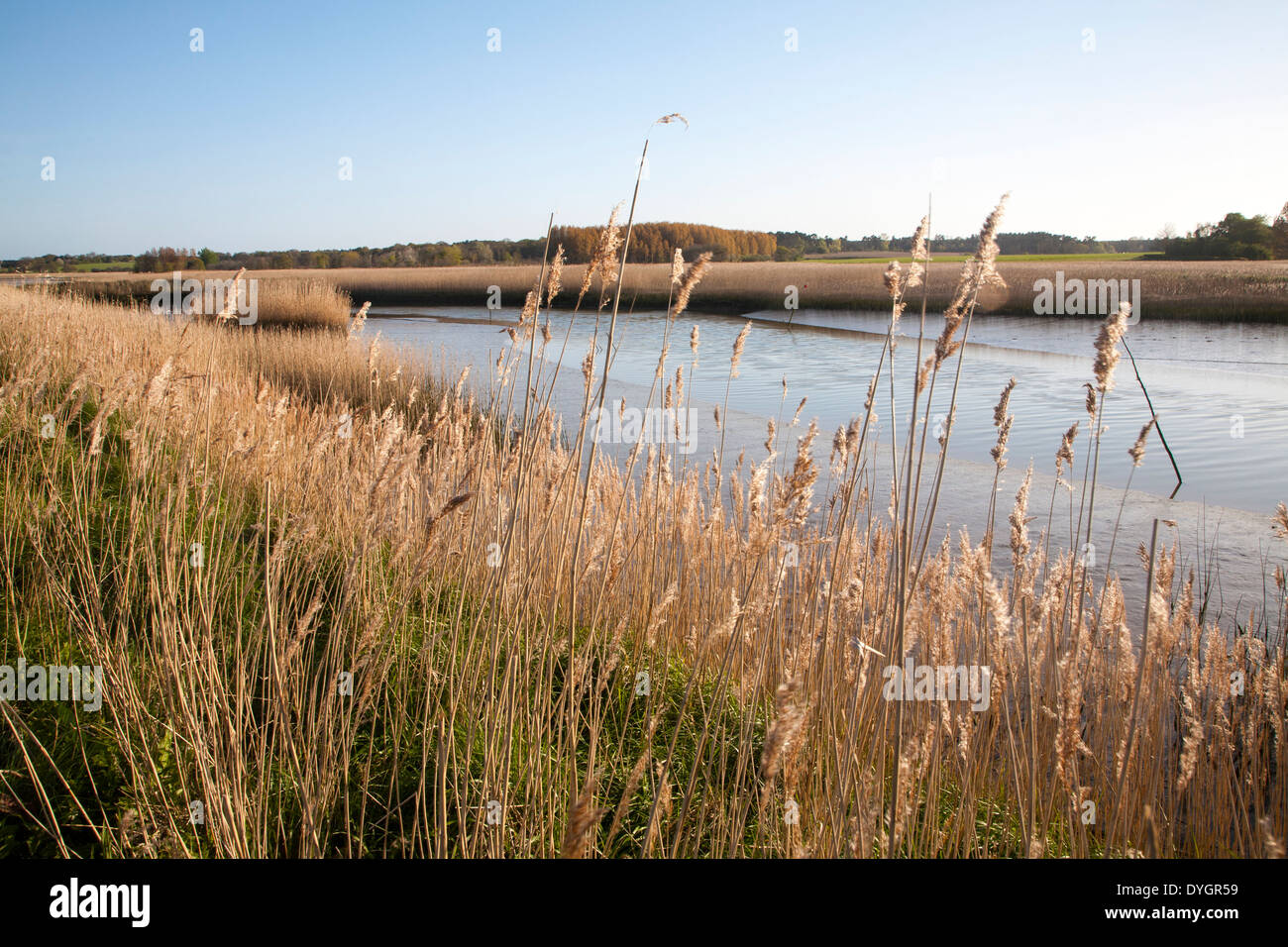 Water reeds growing plants hi-res stock photography and images - Alamy
