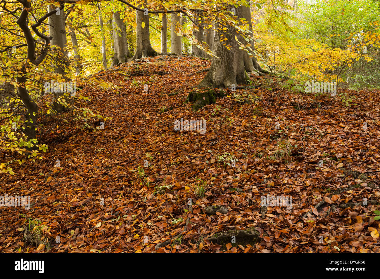 The ancient beech woodland on Sharpenhoe Clappers in autumn, part of ...